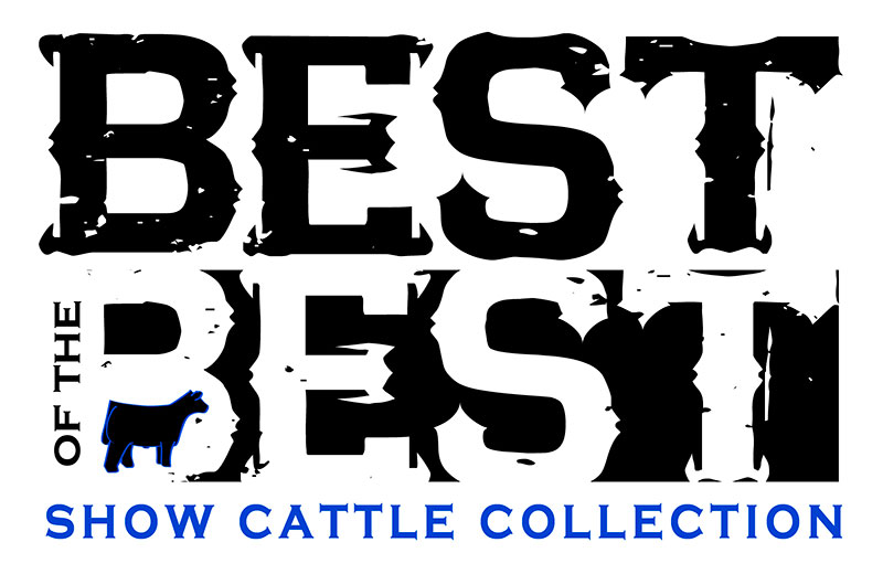 Steers | High-Quality Genetics for Sale or Lease | Day Show Cattle ...